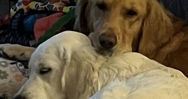 Animal Charity of Ohio halts control services over costs | Local News ...