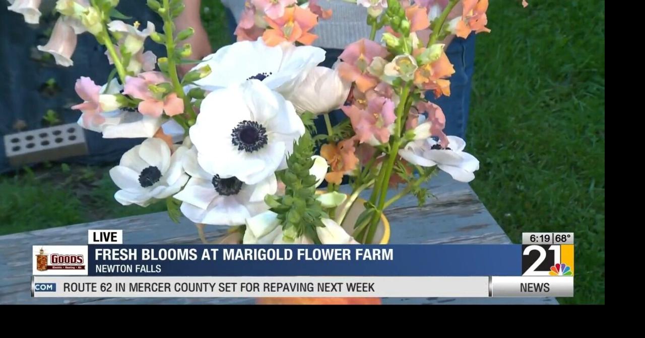 Marigold Flower Farm talks about planting season | News | wfmj.com