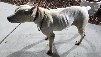 Warren man, woman sentenced to jail for animal cruelty | Warren News ...