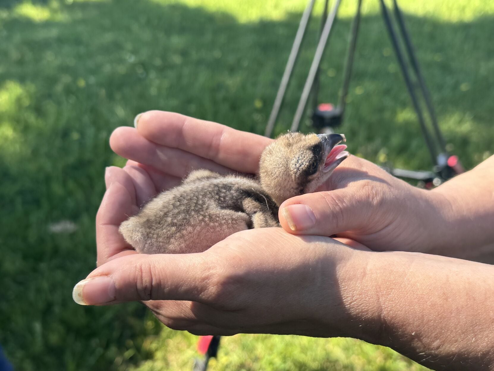 FirstEnergy crews relocate Osprey nest near electrical equipment in ...