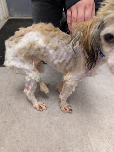 WARNING: GRAPHIC IMAGES: Animal Charity asking for donations after dog ...