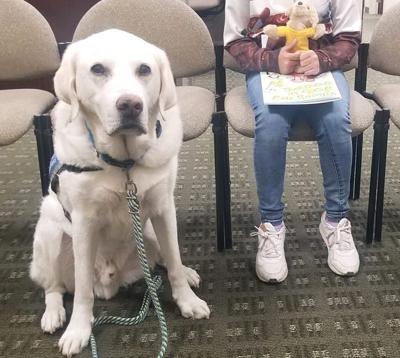 Trumbull County prosecutors use facility dog in rape trial | Archives ...