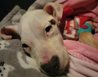 Starving puppy abandoned along Youngstown curb gets foster home ...