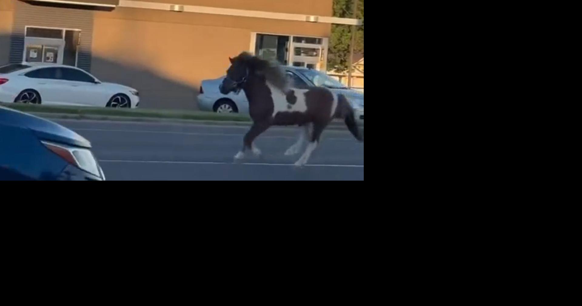 VIDEO: Pony ‘horses around’ through the streets of Austintown ...