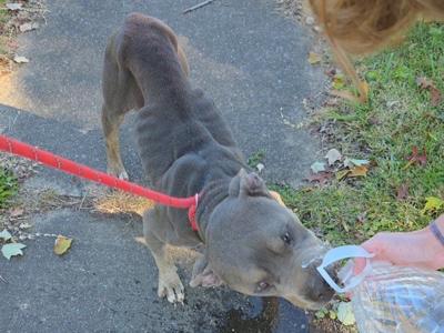 Starving dogs rescued, Warren owner faces charges | Local News | wfmj.com