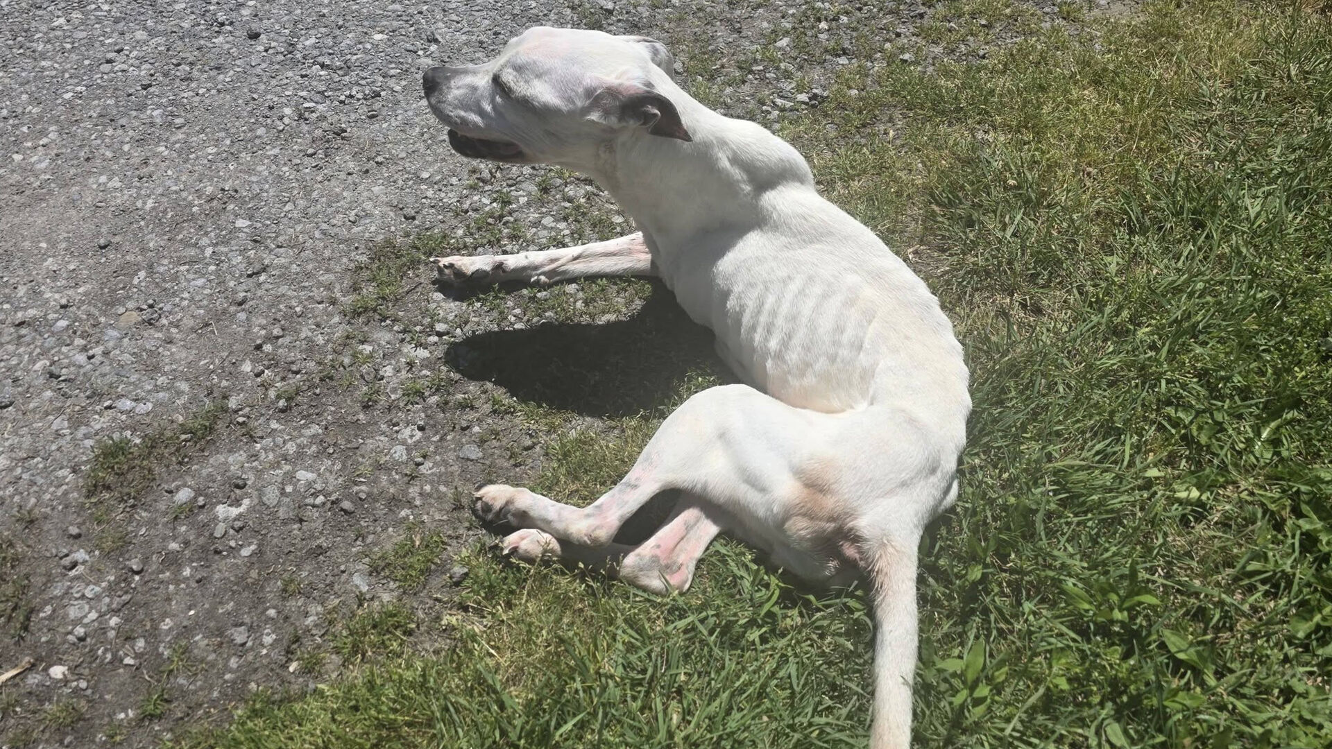Woman charged after three-legged emaciated dog found in Warren | Warren ...