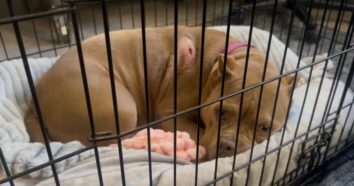 UPDATE: Dog successfully undergoes surgery after shooting on Youngstown ...