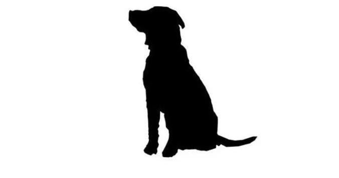 Animal control funding in Mahoning County topic of hearing today ...
