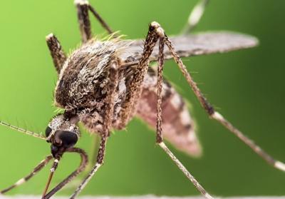 West Nile Virus detected in mosquitoes in West Farmington | Archives ...