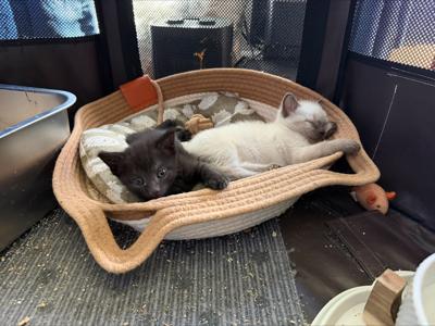 Furrever & After Cat Sanctuary on Intake Hold | Local News | wfmj.com