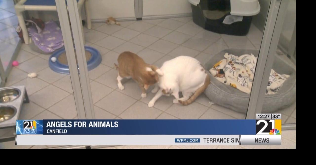Angels for Animals | News | wfmj.com