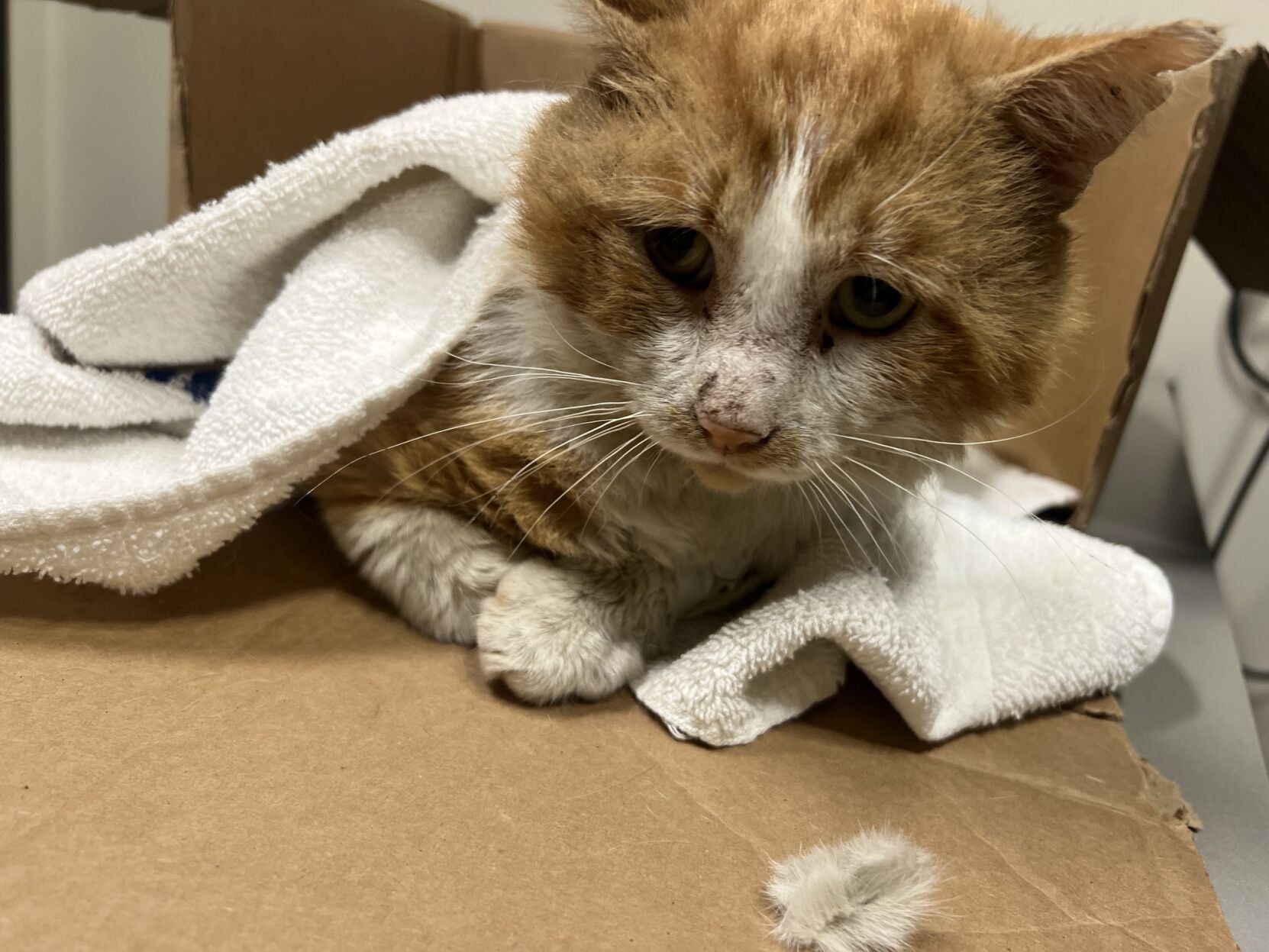 Humane officers investigating after cat shot by crossbow | Salem News ...