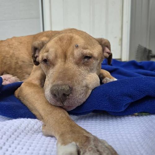Emaciated dog taken from Warren Township residence dies | Local News ...