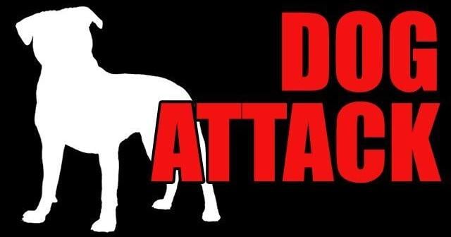 Negley woman charged in connection with dog attack | Local News | wfmj.com