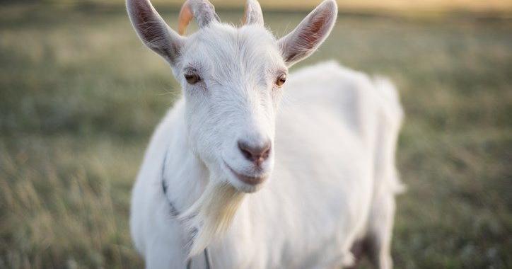 Family fun on Saturday: Meet farm animal babies in Canfield | Canfield ...
