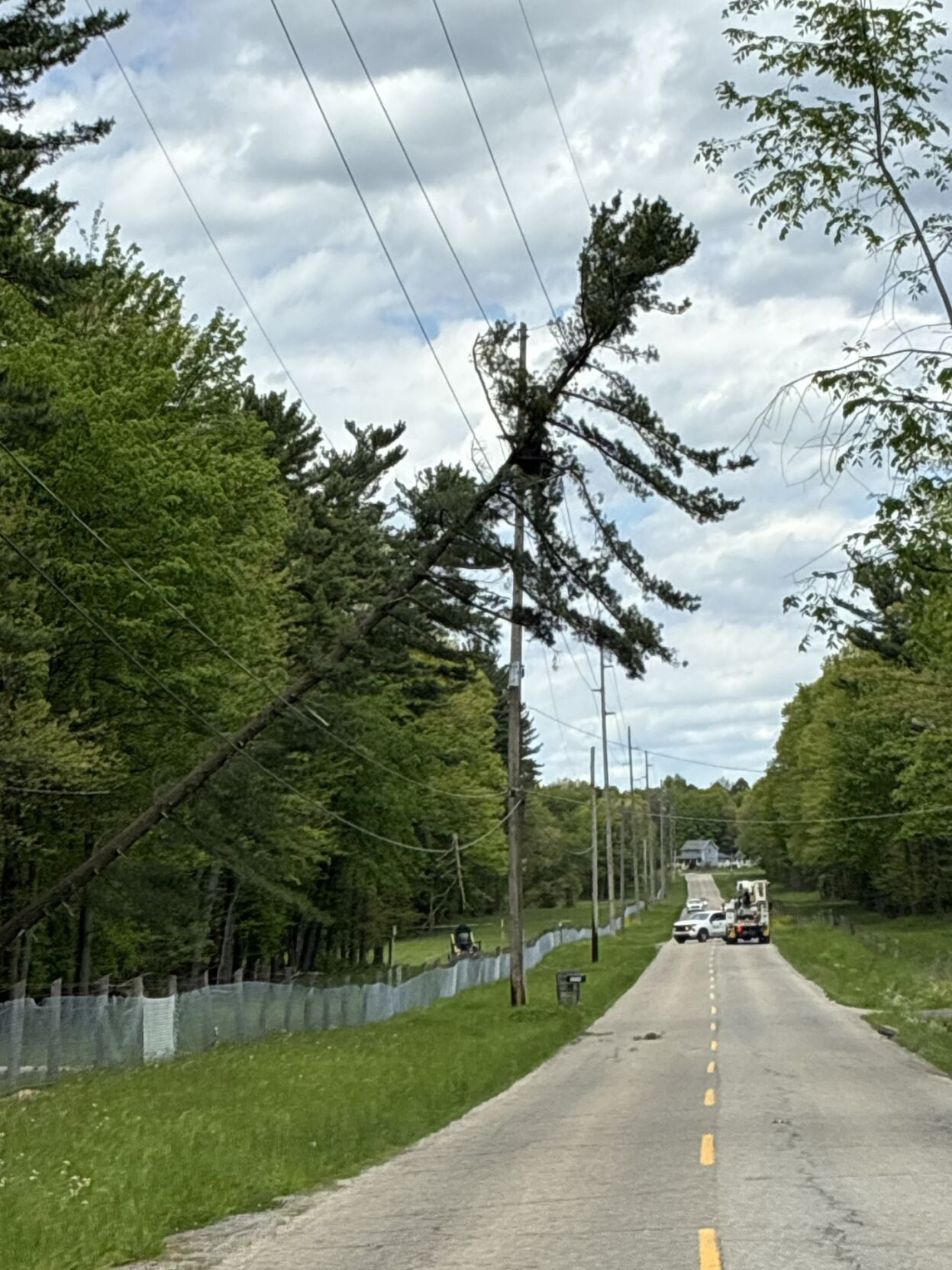Power completely restored after tree falls in Austintown | Austintown ...
