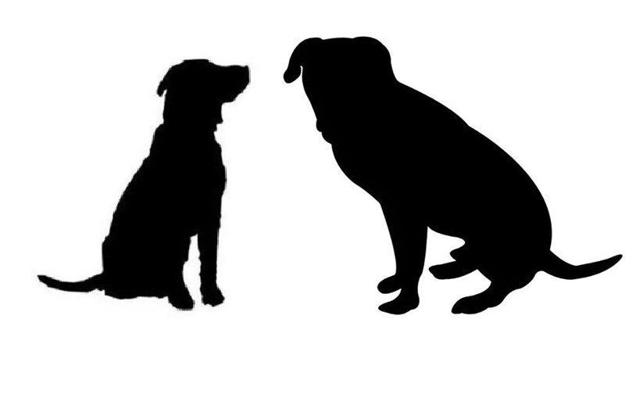 Warren animal shelter asking for pet food donations | Warren News ...