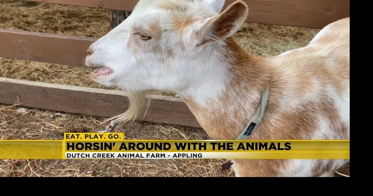 EAT. PLAY. GO. horsin' around at Dutch Creek Animal Farm | Georgia News ...