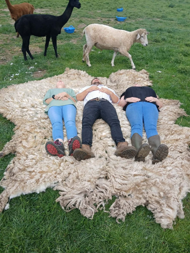 8-foot sheep big enough to make 50 fleece jumpers | | wfxg.com