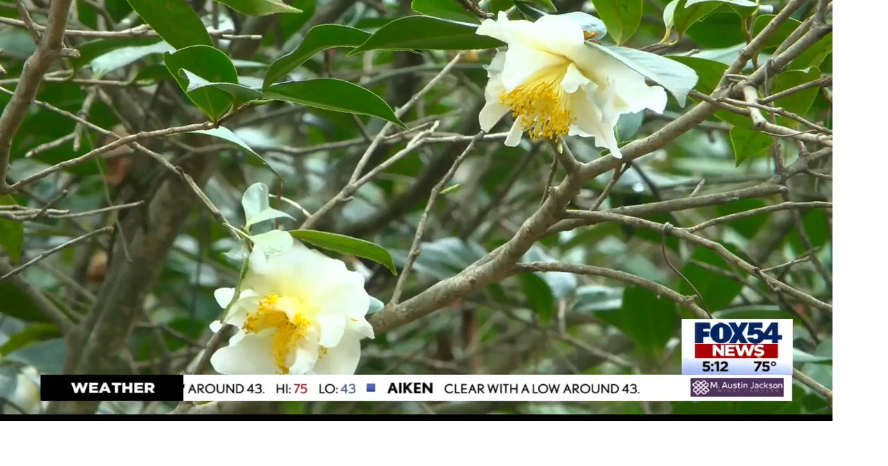 It’s raining pollen: high pollen counts lead to busy car washes | News ...