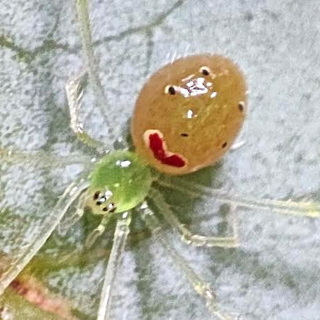 Spider with ‘happy face’ discovered in the Himalayas | | wfxg.com