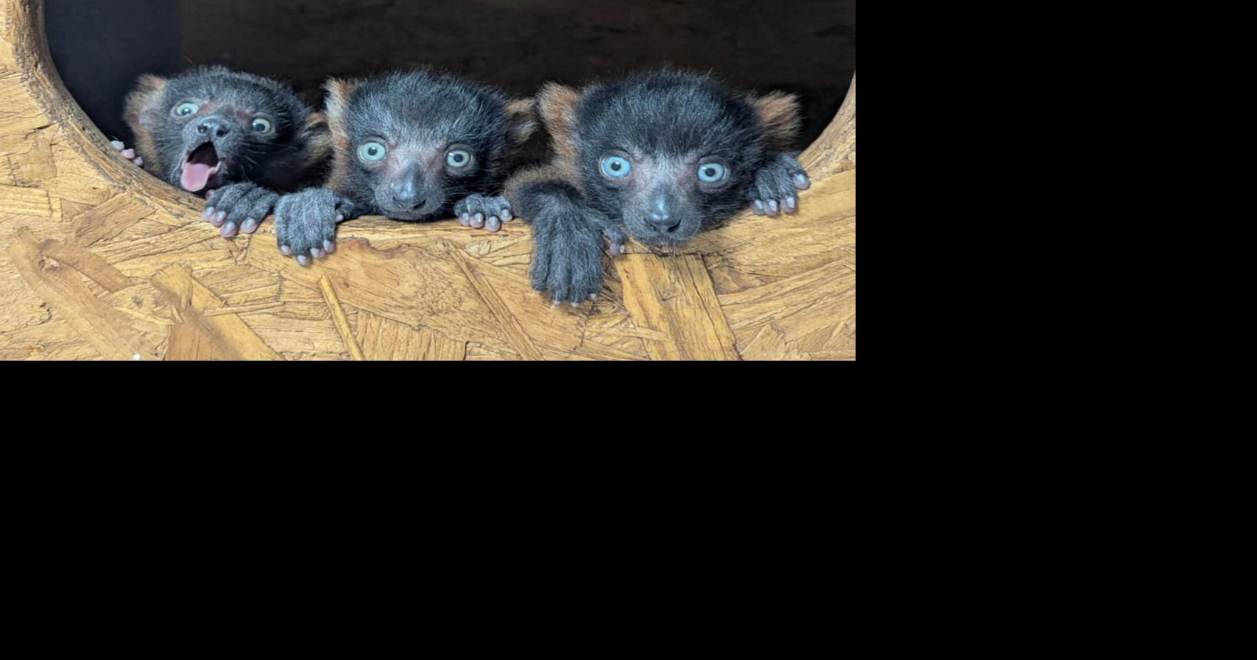 Rare lemur quadruplets born at zoo | | wfxg.com