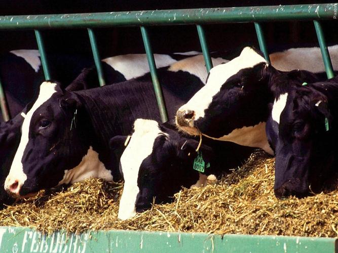 Hit and run in McDuffie County leaves nine cows dead | News | wfxg.com