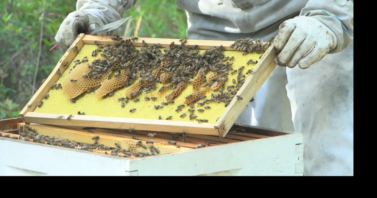 Harvesting local honey and the honey bee decline | News | wfxg.com