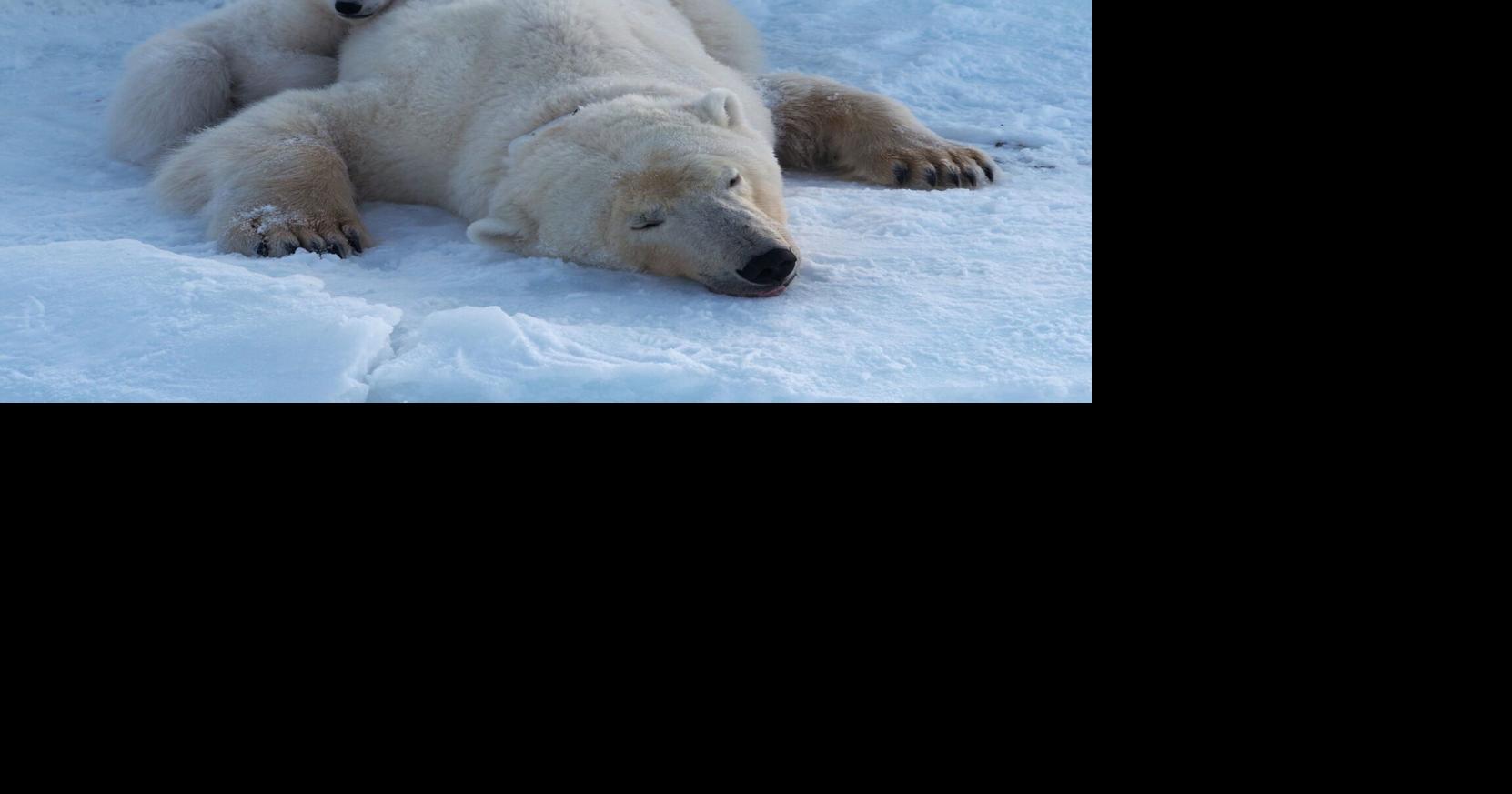 Polar bears in better shape than 25 years ago despite sea ice losses ...