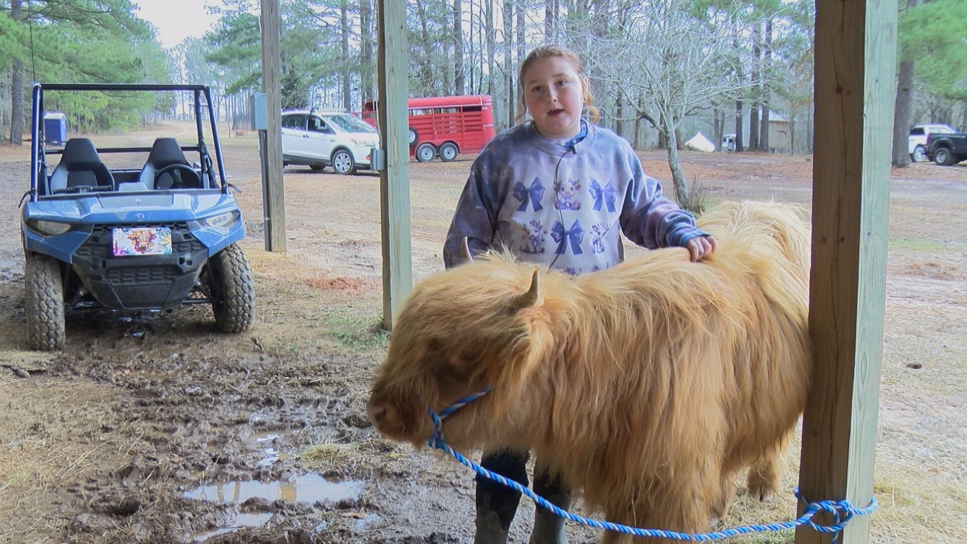 Scottish Highland Cows offer healing at Crawford's Double O Farm | News ...