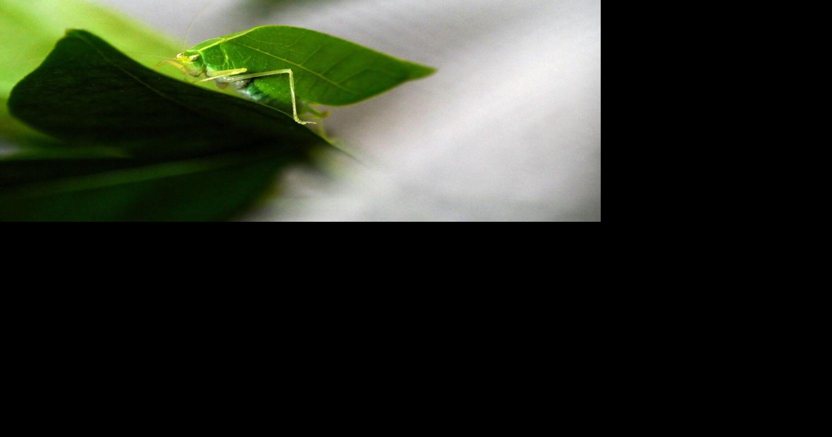 Insect uses its leaf-like camouflage to attract potential mates ...