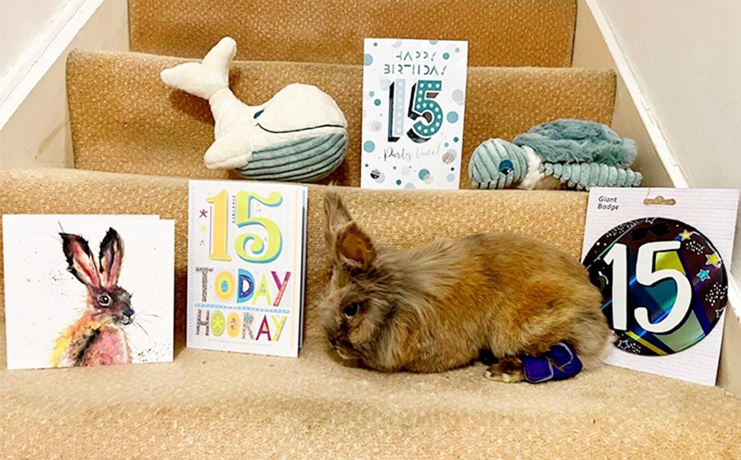 Rabbit named Herbie officially crowned world’s oldest bunny | | wfxg.com