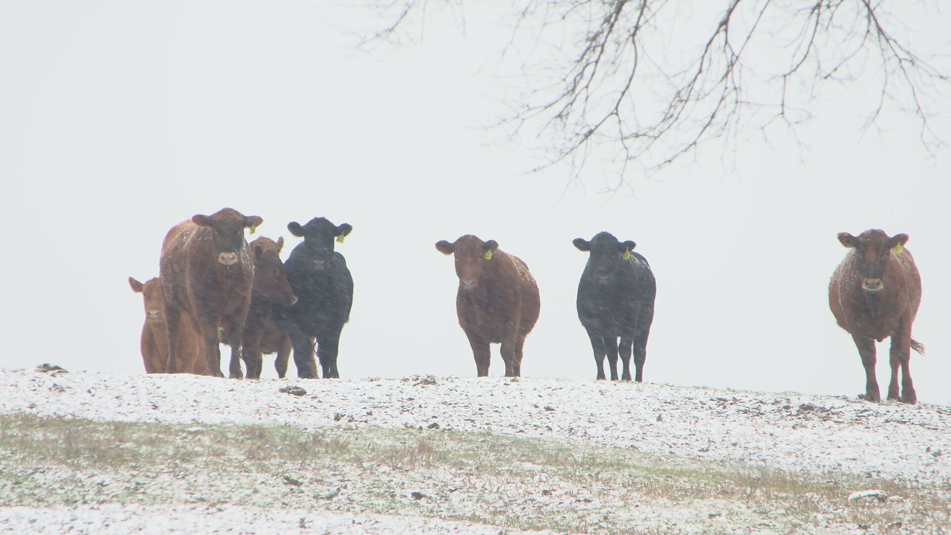 Winter storm blankets CSRA: Augusta and surrounding areas hit with snow ...