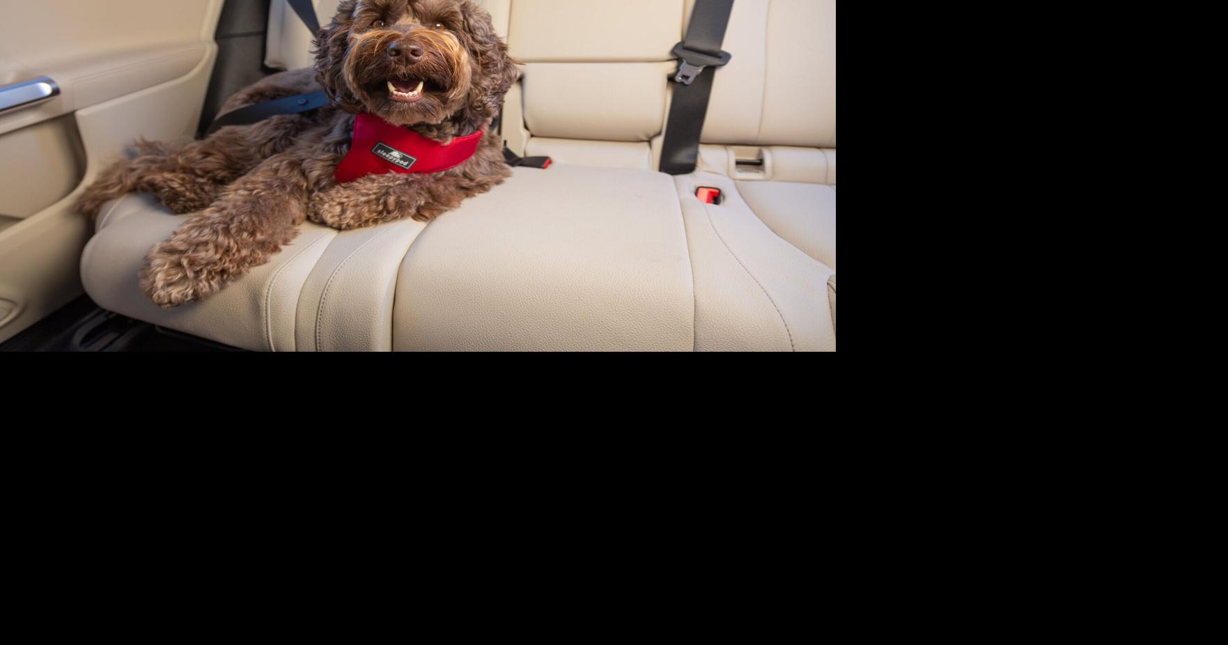 Putting pet car safety first: TripsWithPets poll reveals the method of ...