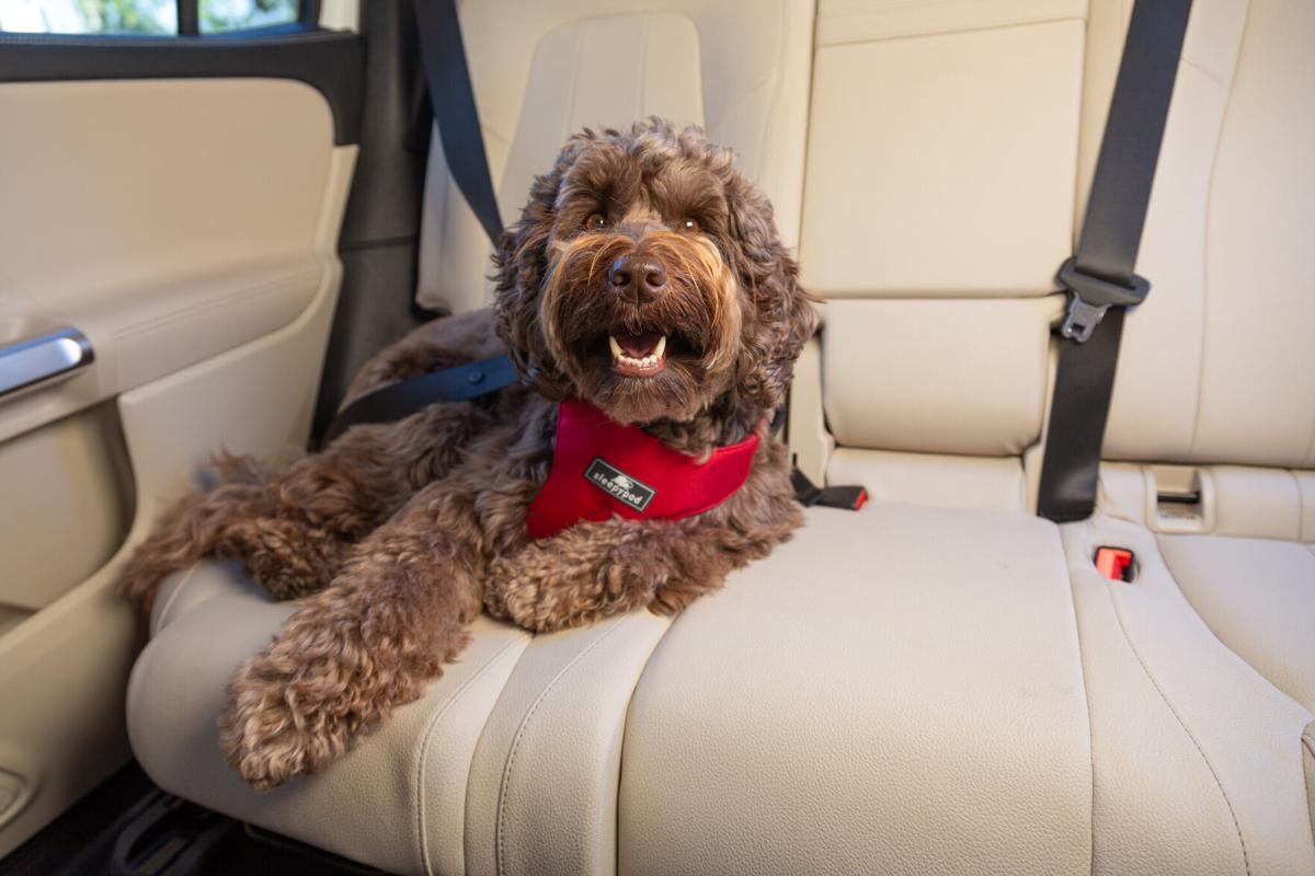 Putting pet car safety first: TripsWithPets poll reveals the method of ...
