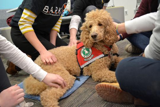 Dog therapy: What I’ve learned overseeing 60 canine campus teams | Pets ...