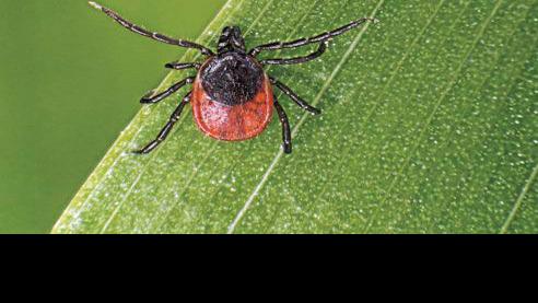 ixodes-ricinus-4834290 (1)_CMYK.jpg | | whiskers101.com