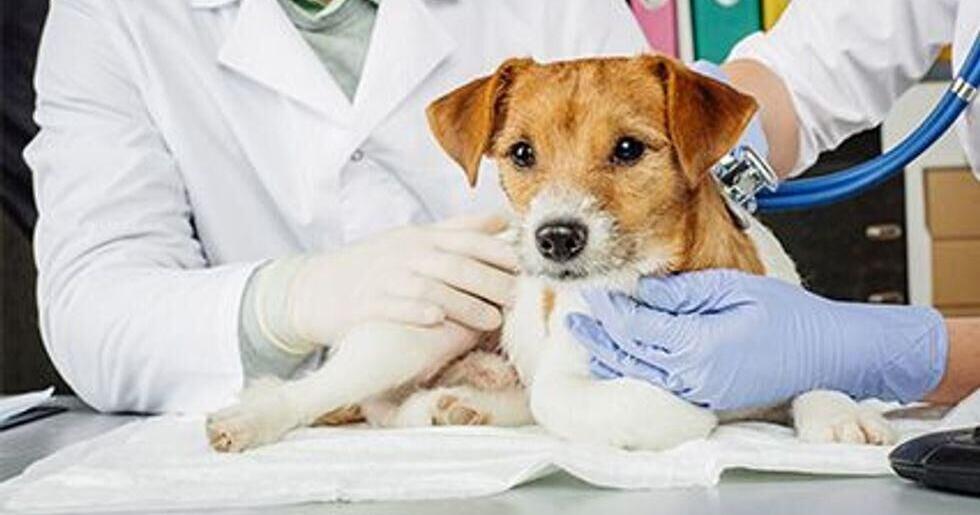 Leptospirosis: Lo que todo amo de perro debe saber | Pets | whiskers101.com