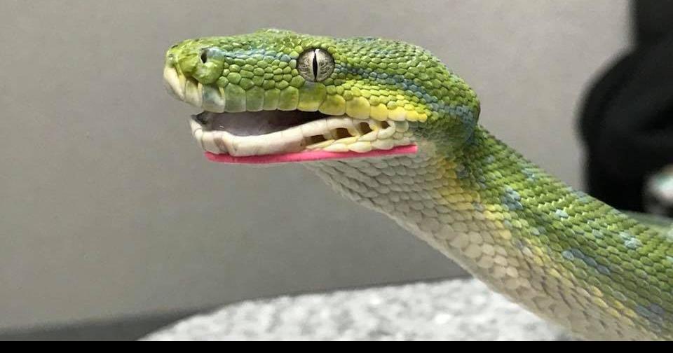 This Snake Named Toothless Got Braces To Fix A Broken Jaw | Pets ...