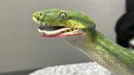 This Snake Named Toothless Got Braces To Fix A Broken Jaw | Pets ...