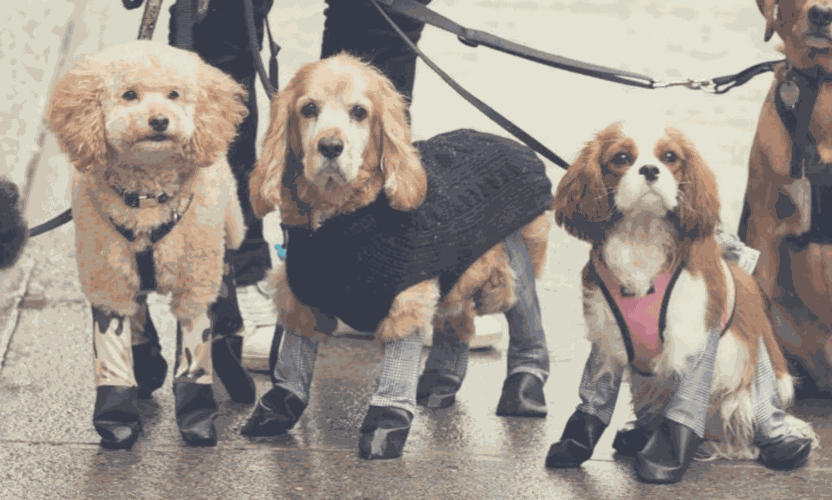 Dog Leggings Are The Newest Pet Trend For Winter | Pets | whiskers101.com