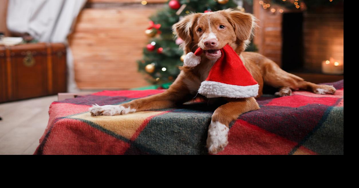 Staying Merry: Pet Parents Opt for Hotel Stay Instead of Holiday Hustle ...