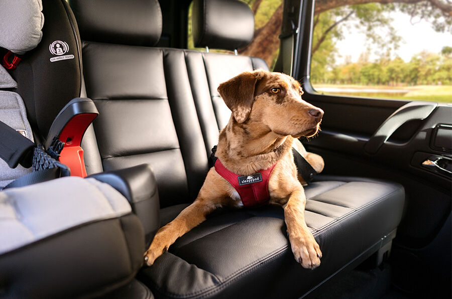 Summer Road Trip Safety – What you need to know about pets and ...