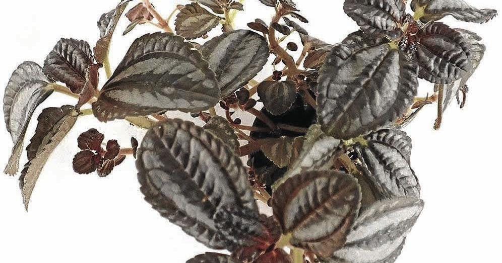 Friendship plant | | whiskers101.com