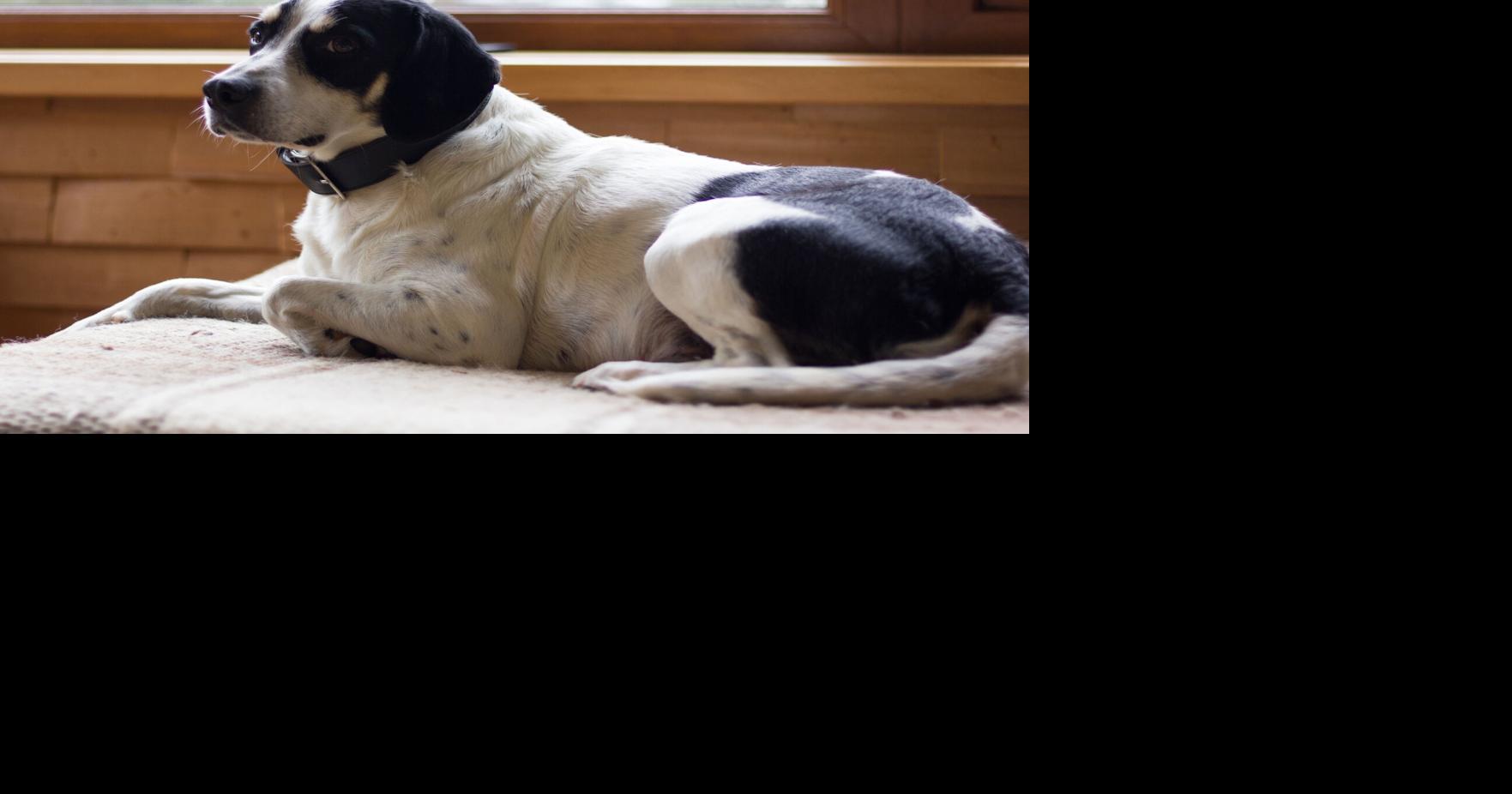 Gobble Gobble! Ensuring Your Pooch is on his Best Behavior this ...