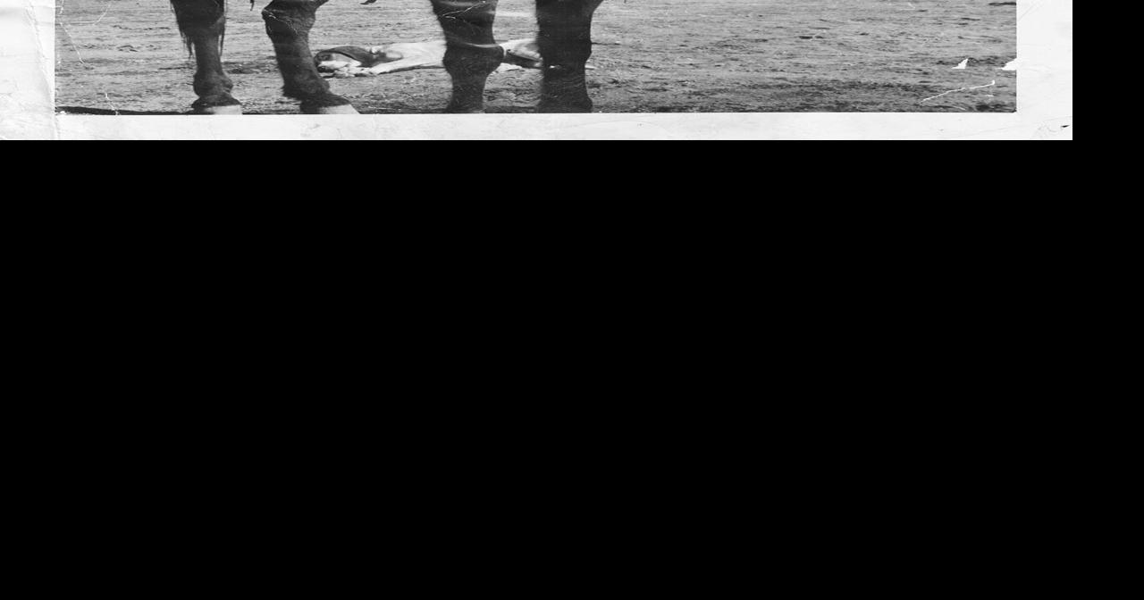 Champie recognized as Arizona Pioneer Stockwoman | Business News ...