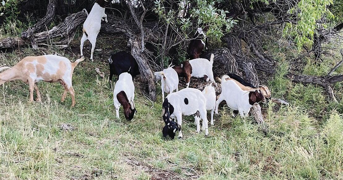Goats: Four-legged friends or natural-born firefighters? | Around Town ...