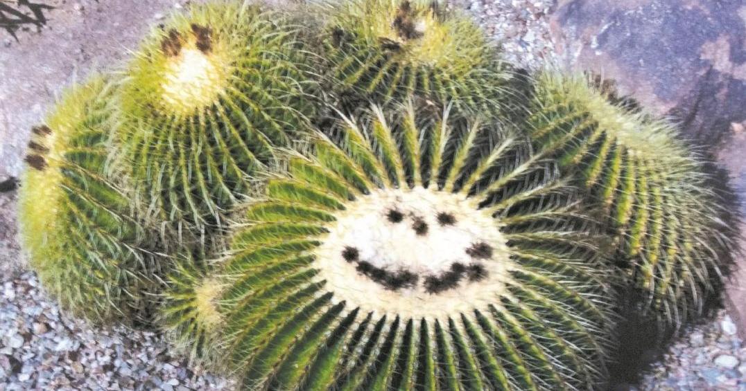 Wickenburg residents Robert and Sharon Cristillo discovered this little ...