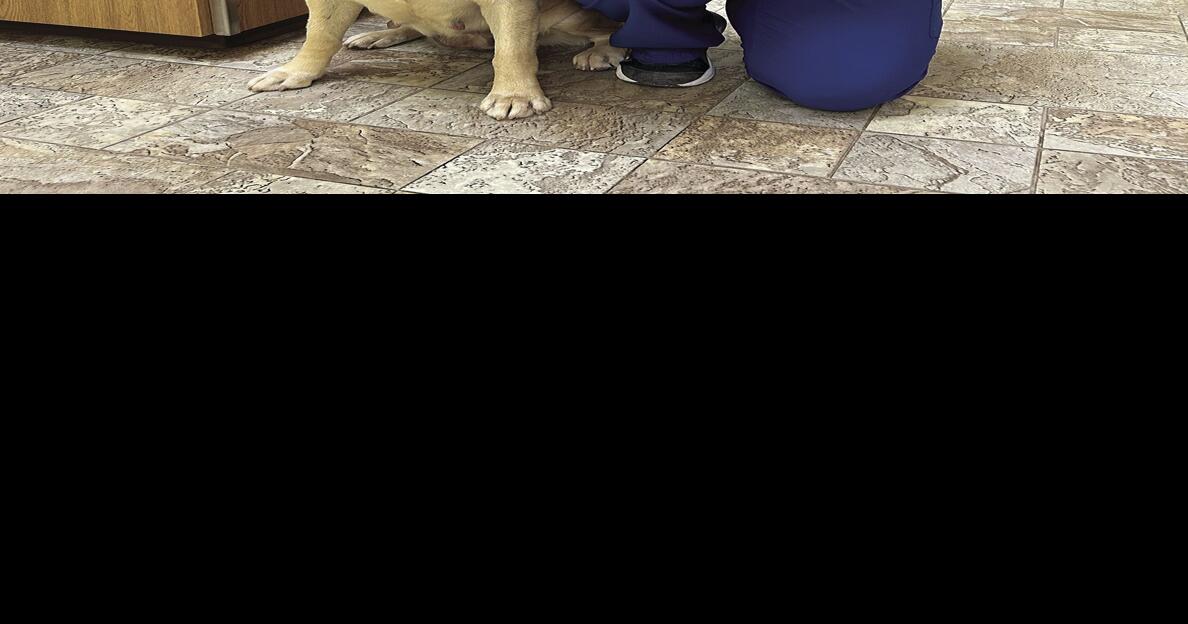 Wickenburg Vet Clinic welcomes Dr. Pettinger | Business News ...