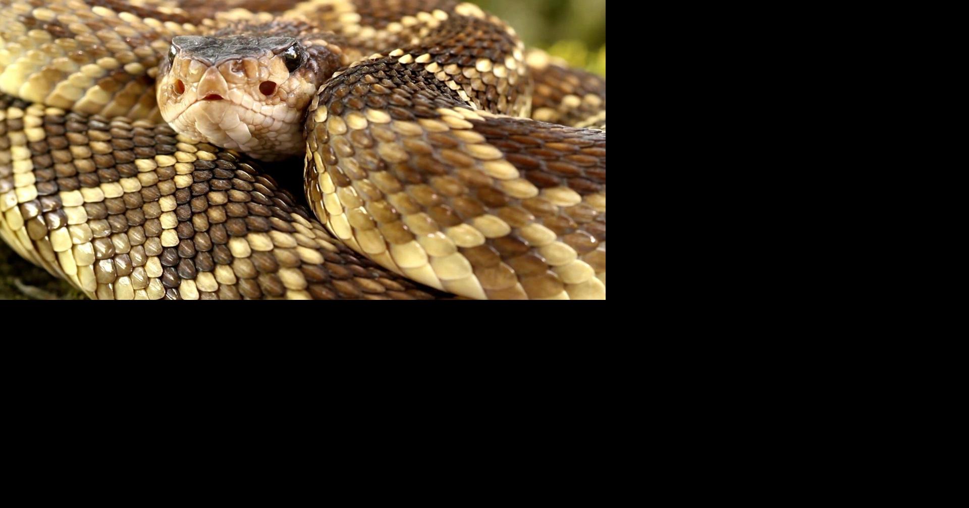 NYSDEC Gives Snake Safety Tips During Peak Snake Activity Periods in ...